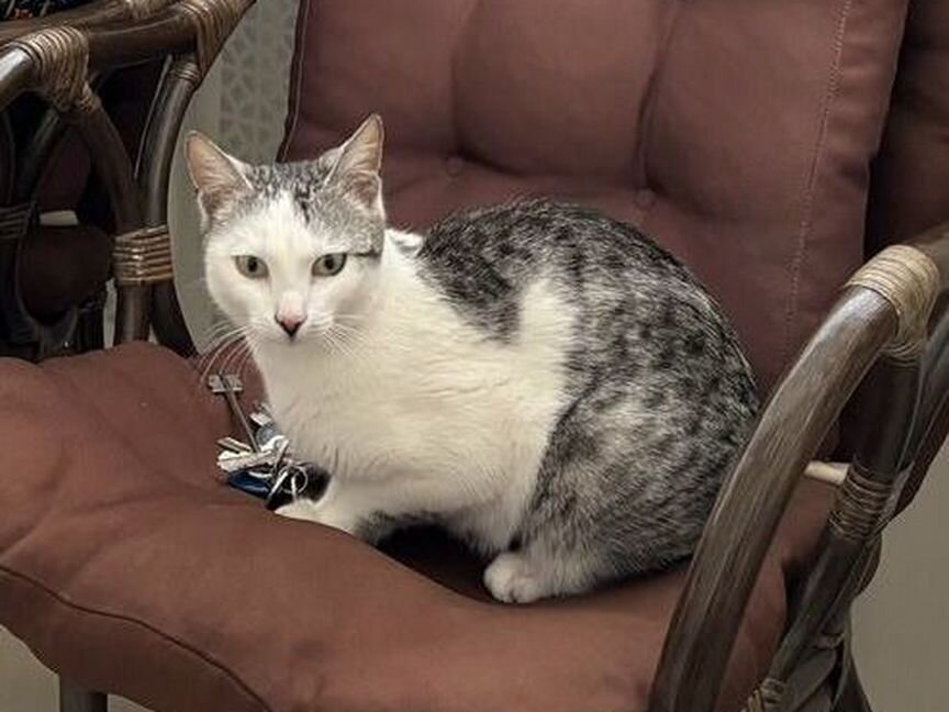 Кошка