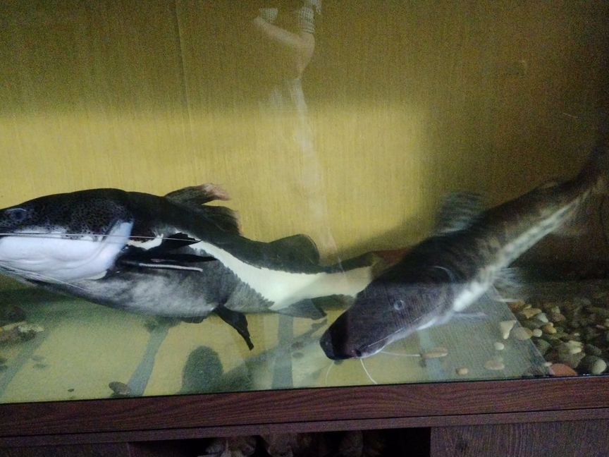 Большие рыбы