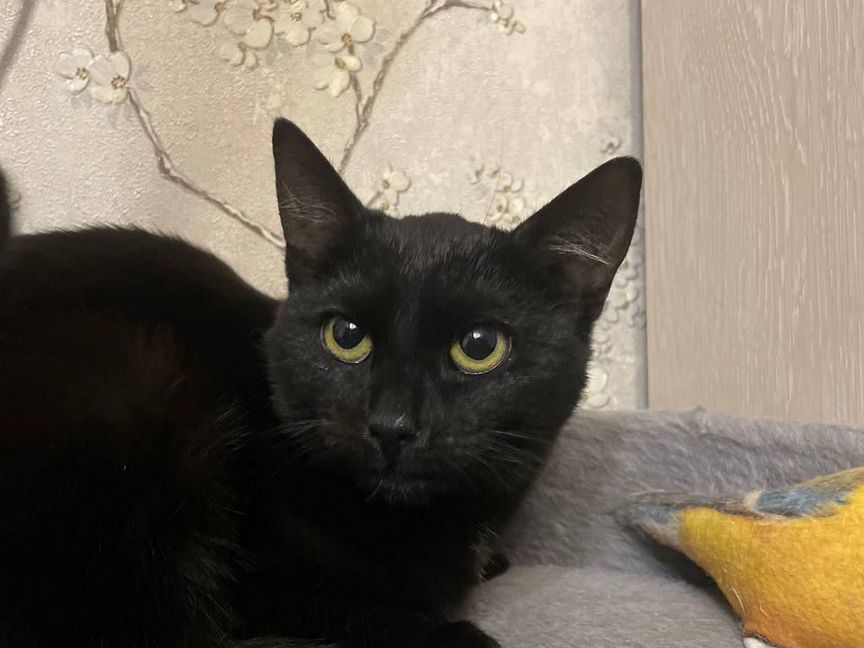 Котенок Мартышка в добрые руки