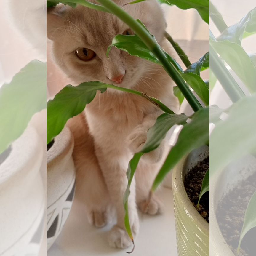 Отдам кота в добрые руки