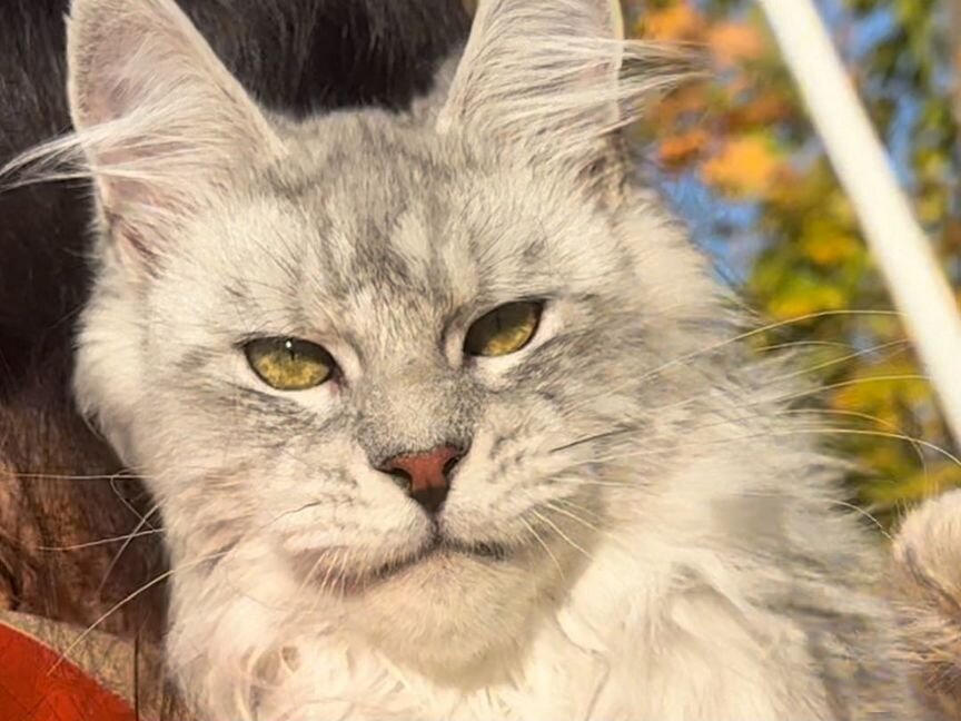 Мейн-кун