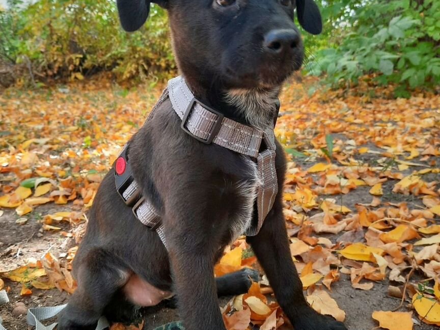 Собака щенок в поиске семьи