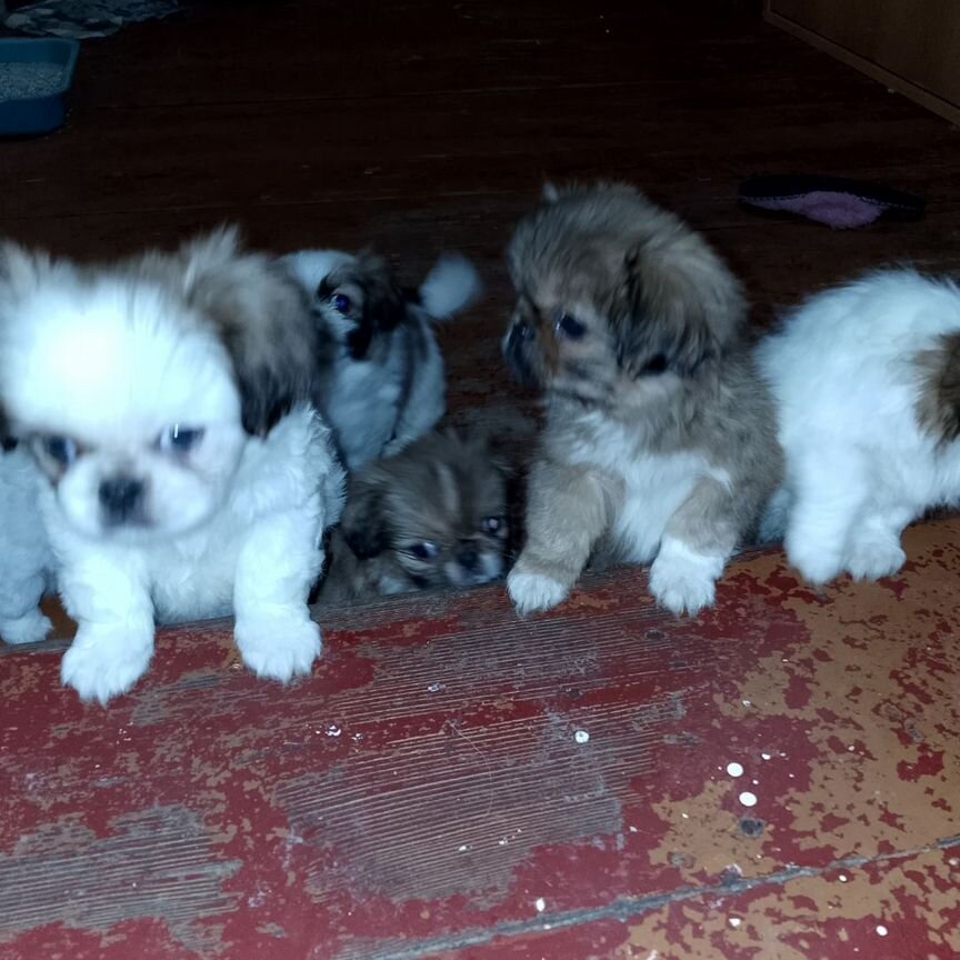 Щенки пикинес