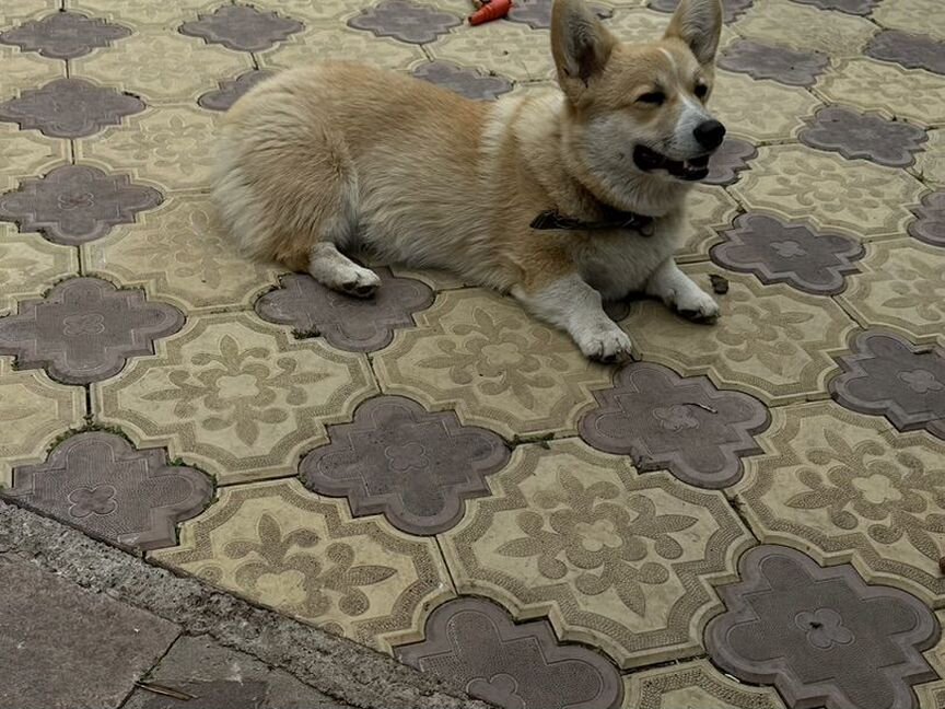 Собака