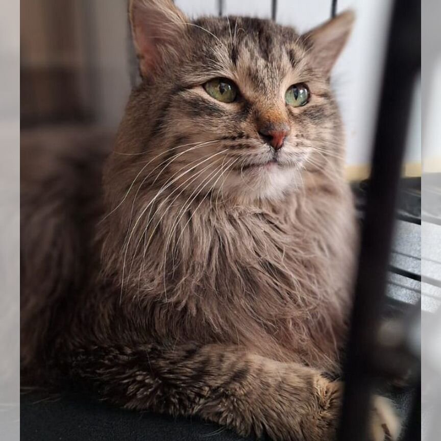 Кот сибиряк в добрые руки