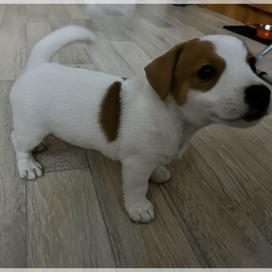 Джек-рассел-терьер, щенок