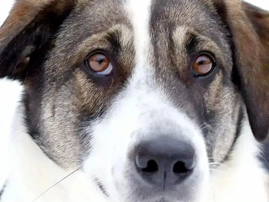 Ирэй. Шикарная собака в добрые руки