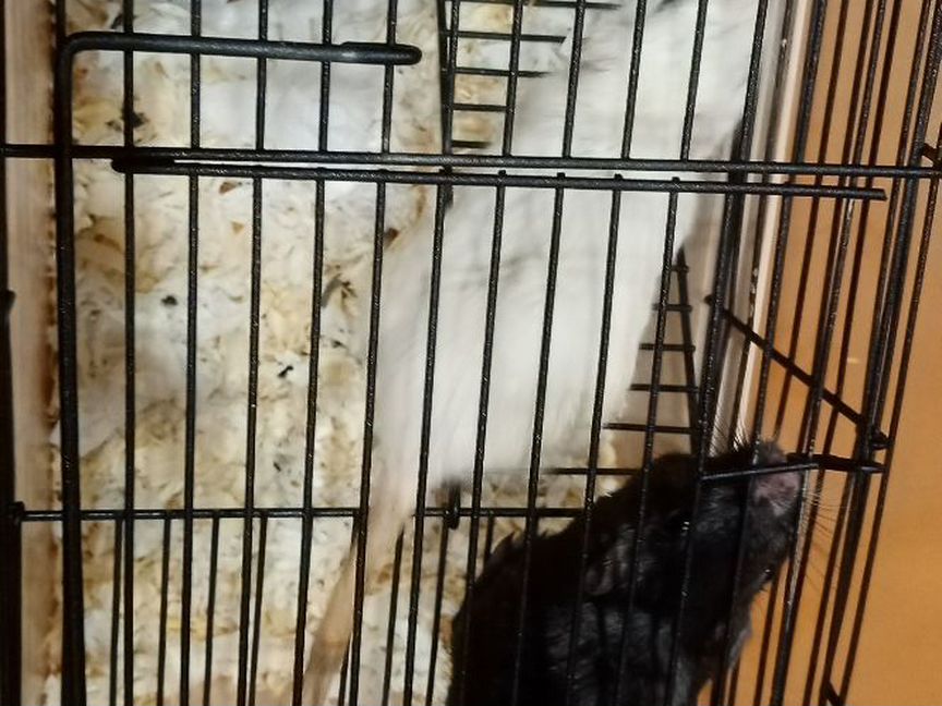 Клетка для грызунов