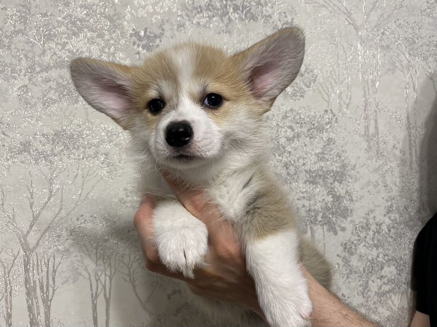 Вельш-корги пемброк