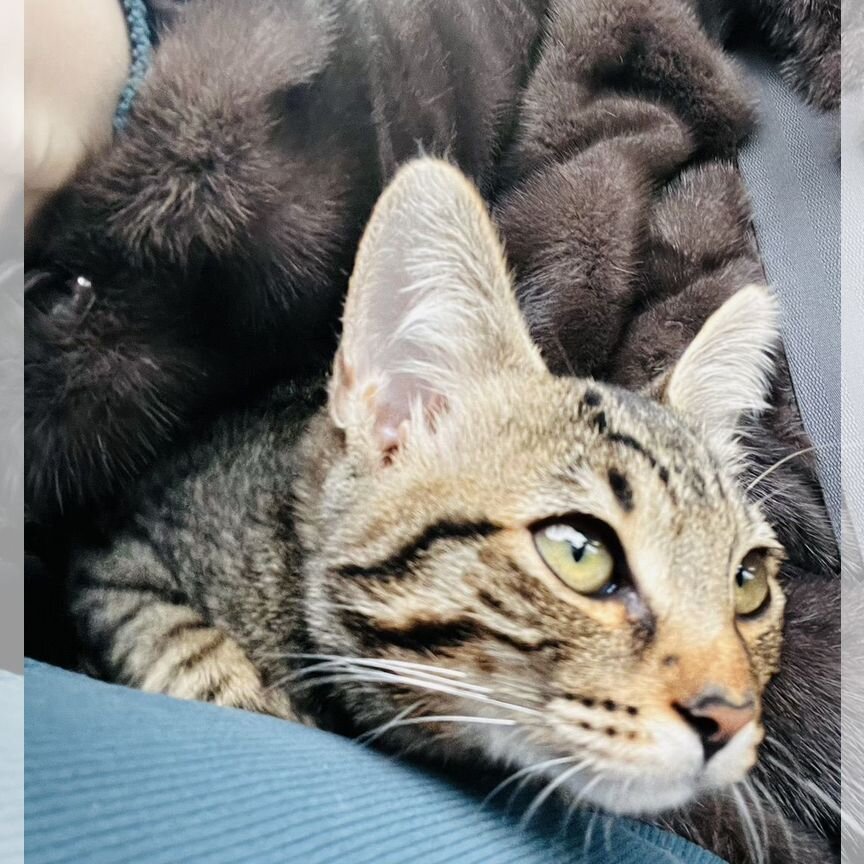 Абиссинская кошка в добрые руки