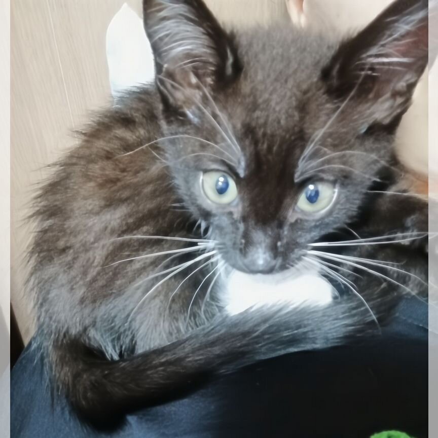 Котёнок в добрые руки