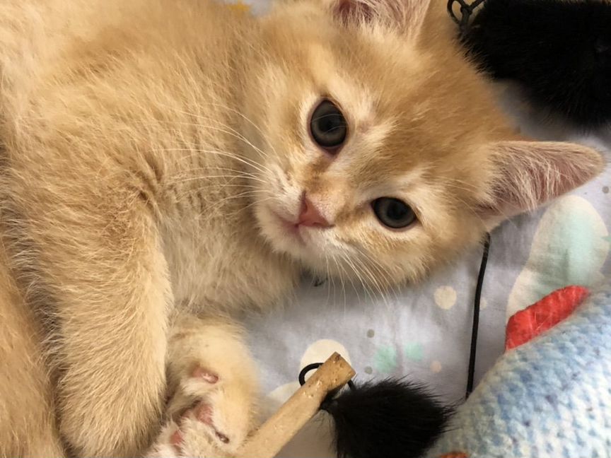 Котята золотая шиншилла