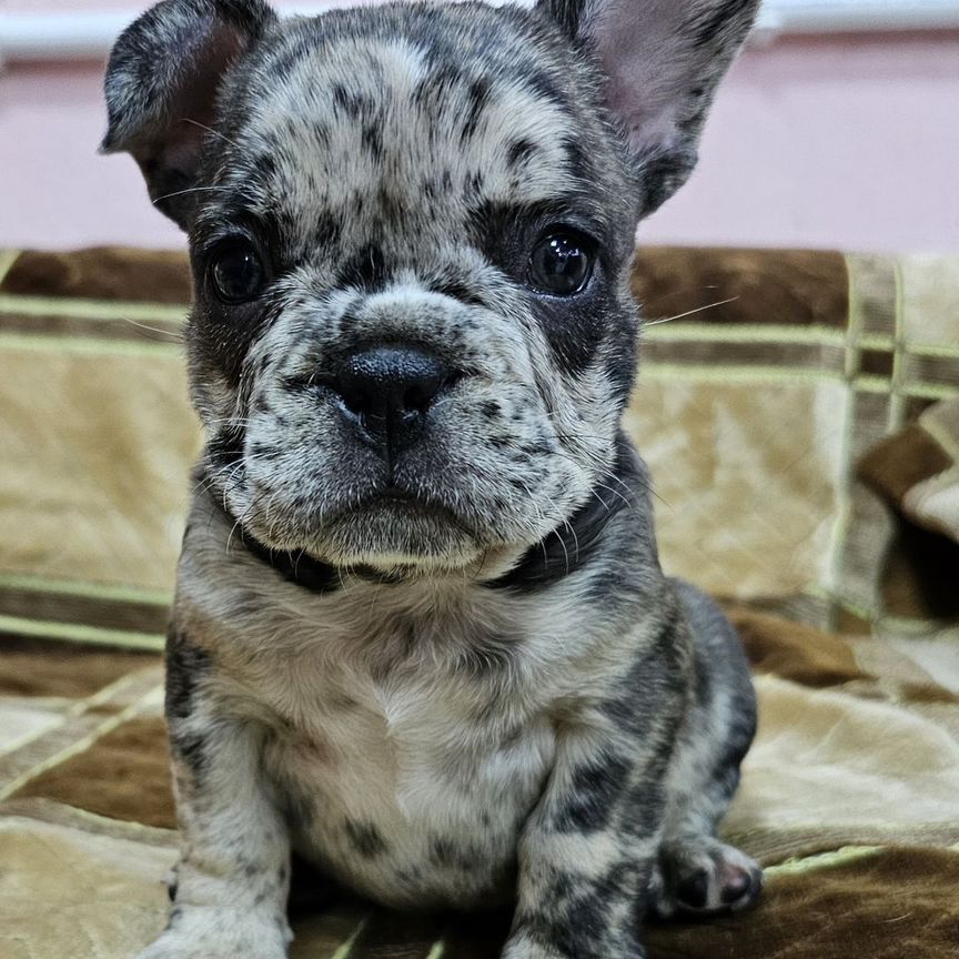 Братик и сестричка