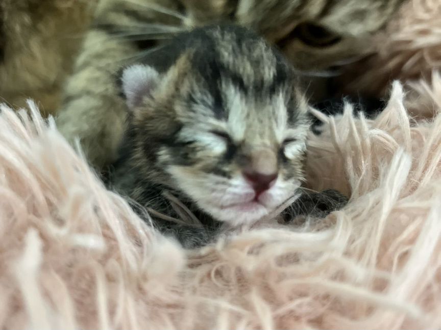 Бронь Британские вислоухие котята