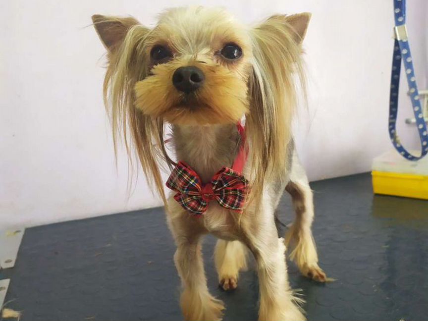 Кобели мини, вязка