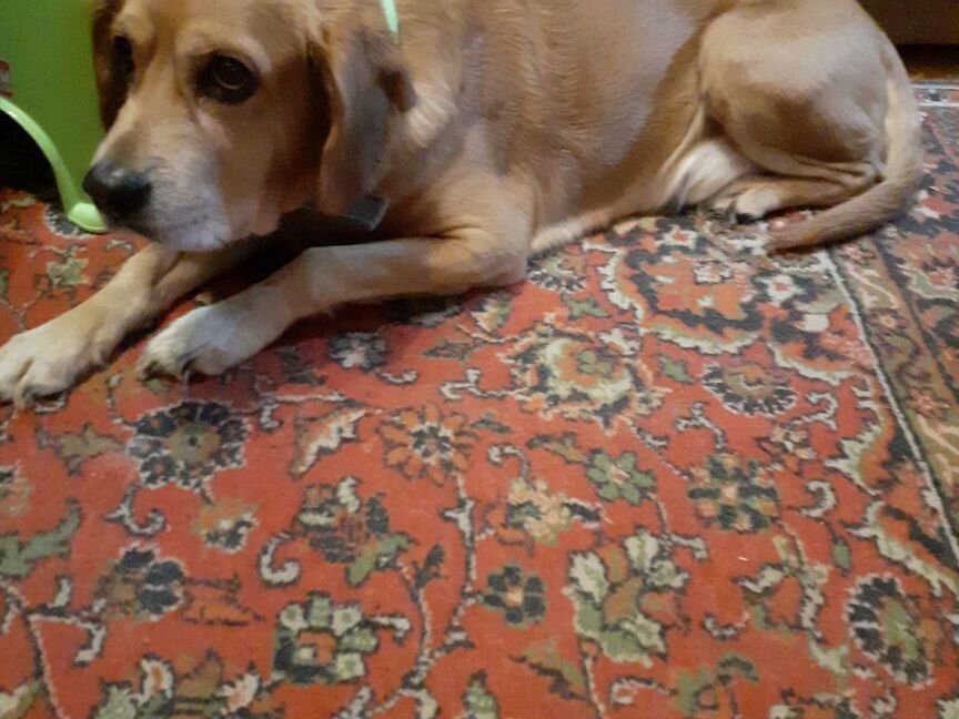 Собаки бесплатно в добрые руки