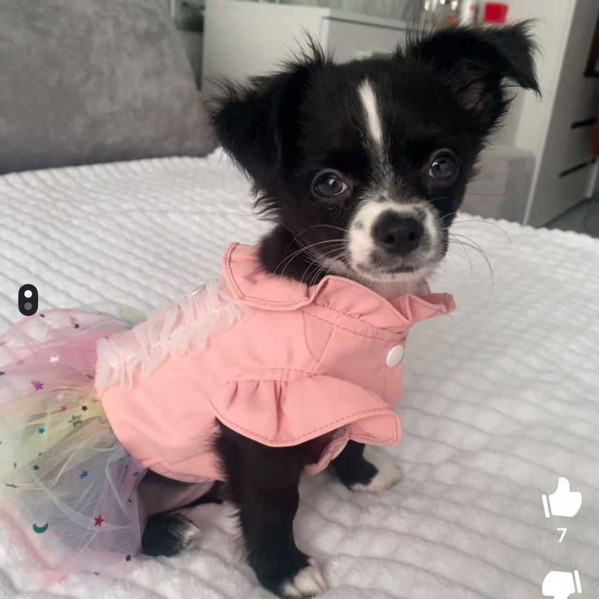 Платье для собак/кошек