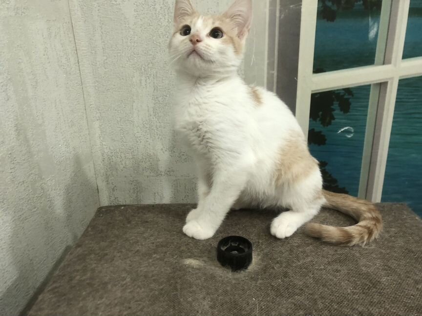 Котенок мальчик 3 месяца