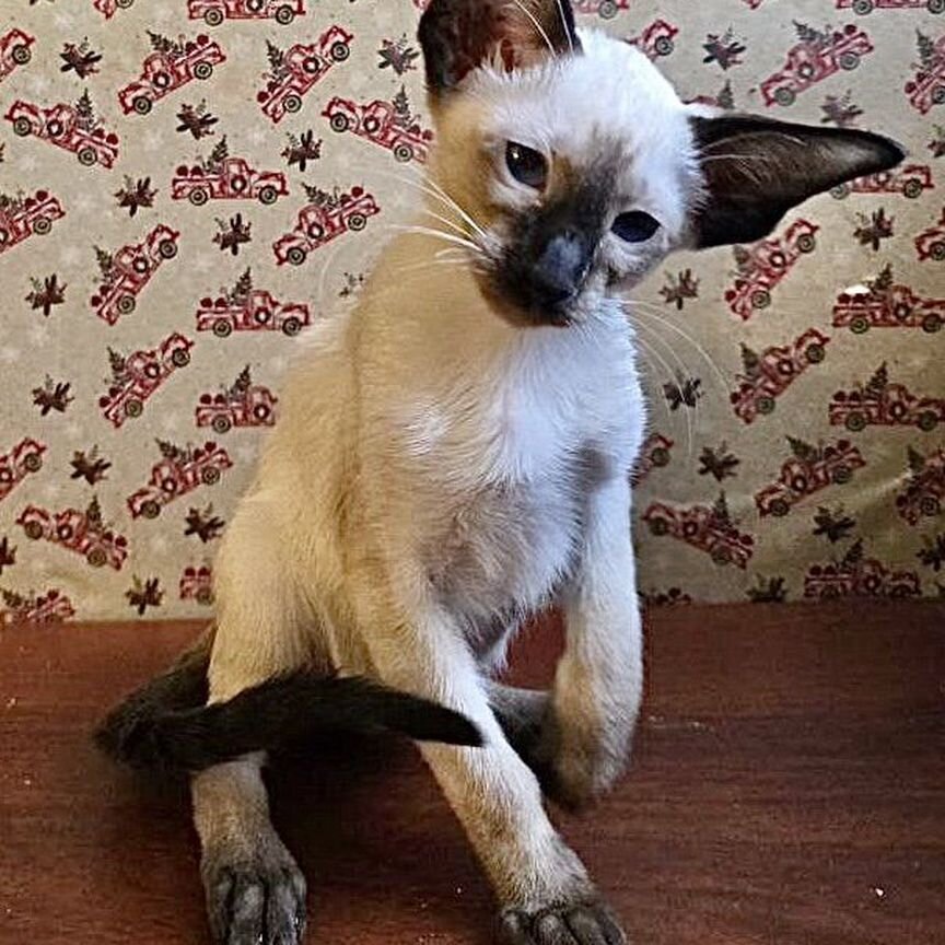 Ориентальный котёнок