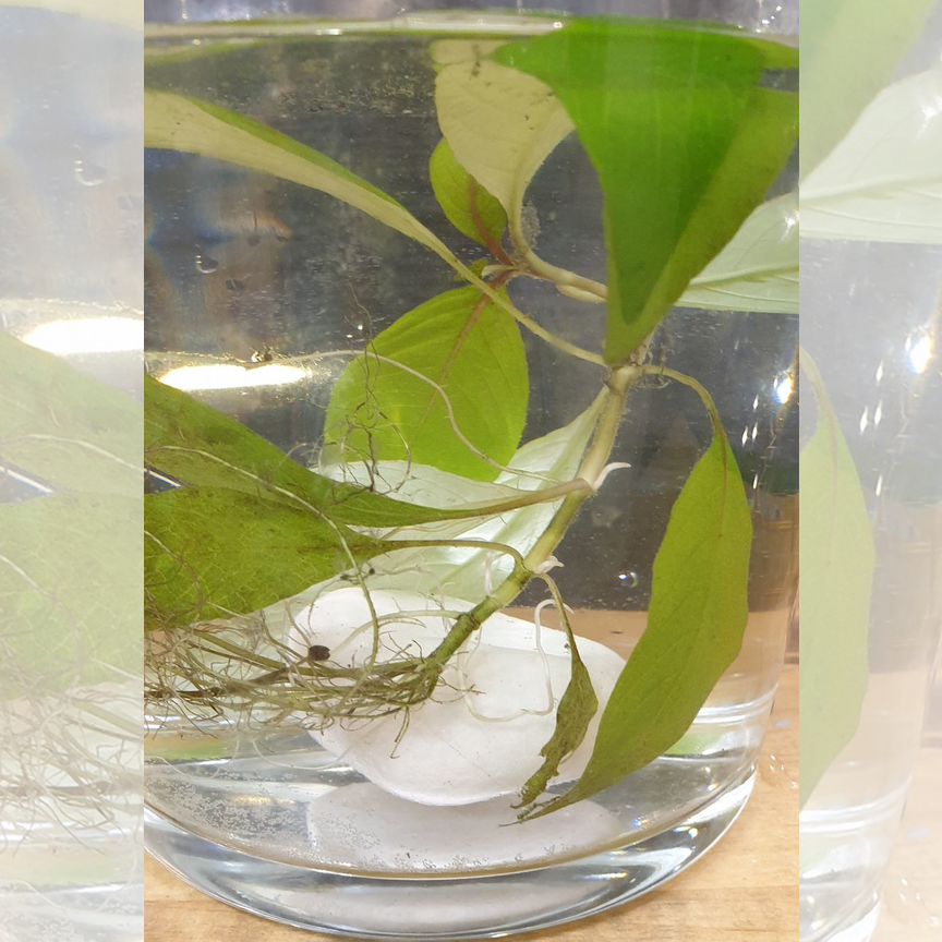 Лимонник аквариумный