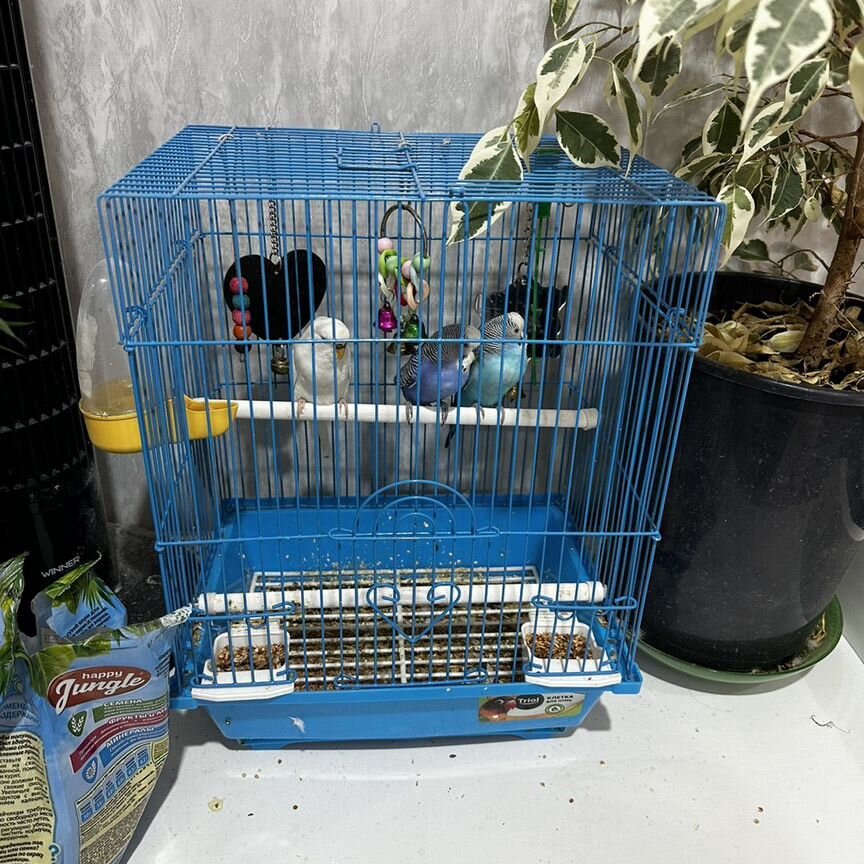 Попугаи волнистые