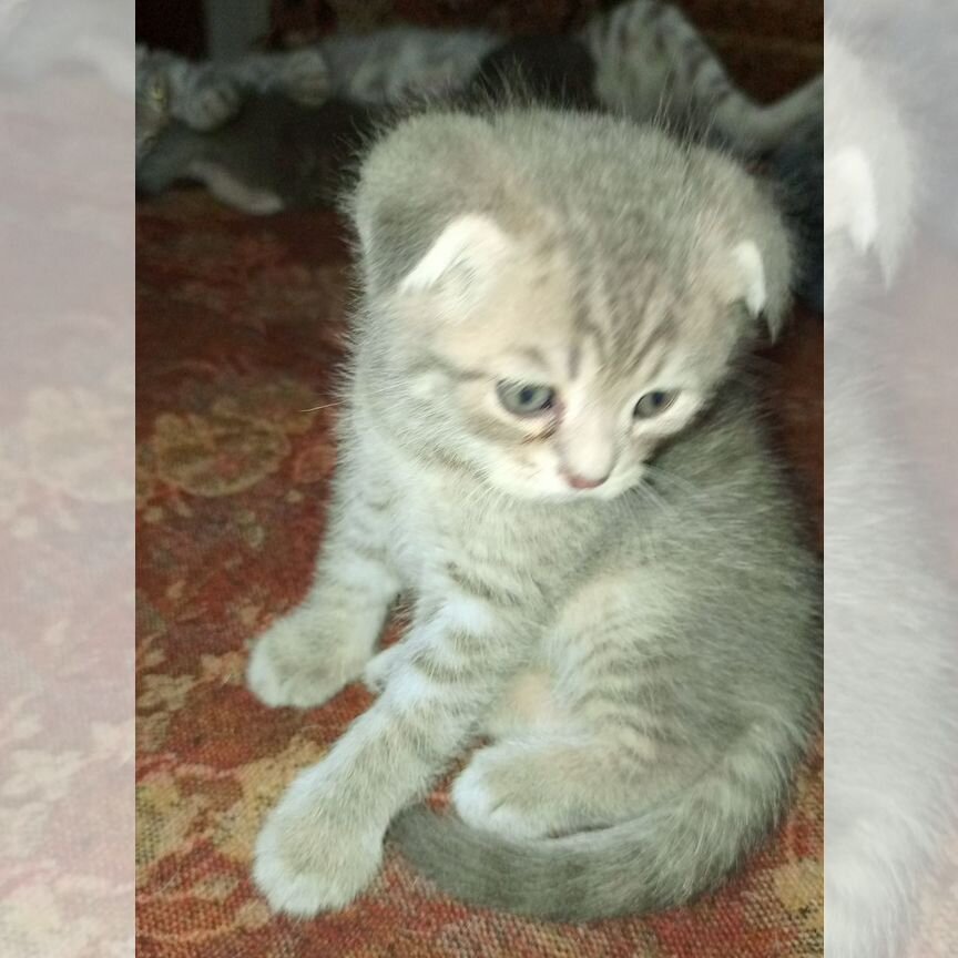 Шотландский вислоухий короткошёрстный котёнок