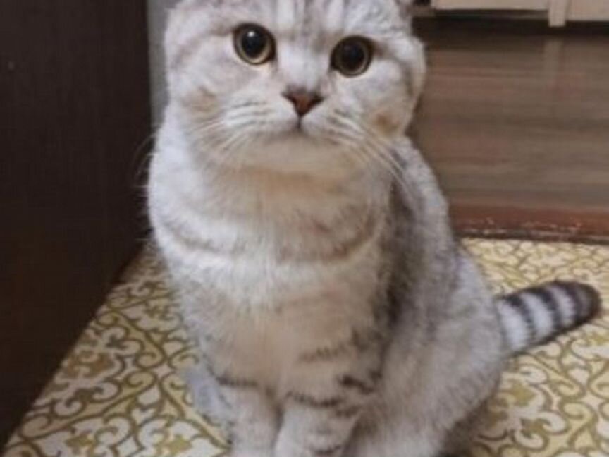 Шотландская
