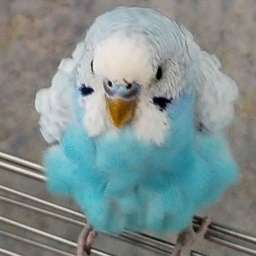 Волнистый попугай