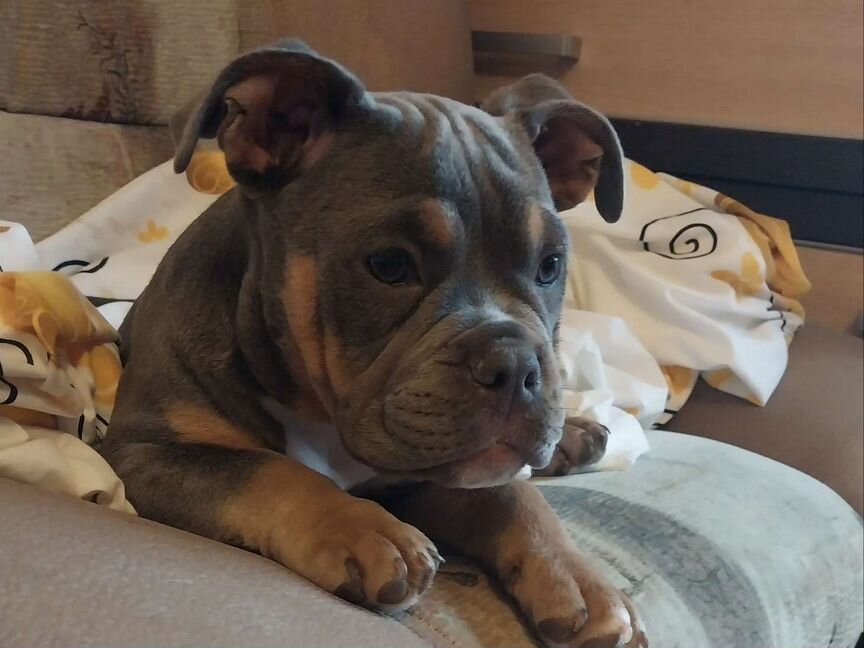 Американский булли