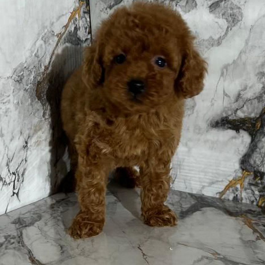 Той-пудель, щенок