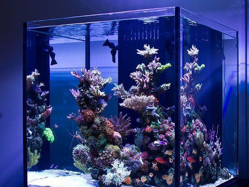 Живые кораллы для морского аквариума