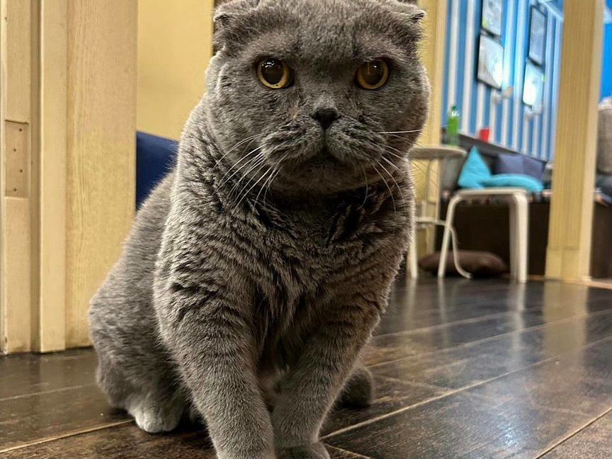 Кошечка ищет дом