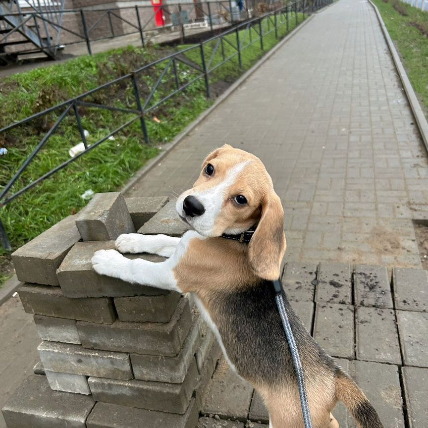 Отдам щенка Бигля