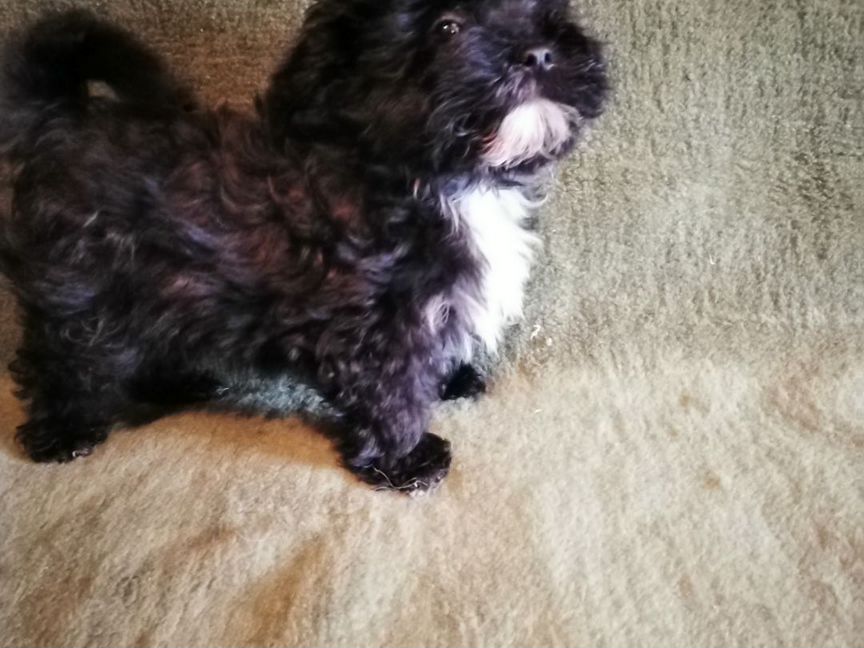 Гаванский бишон