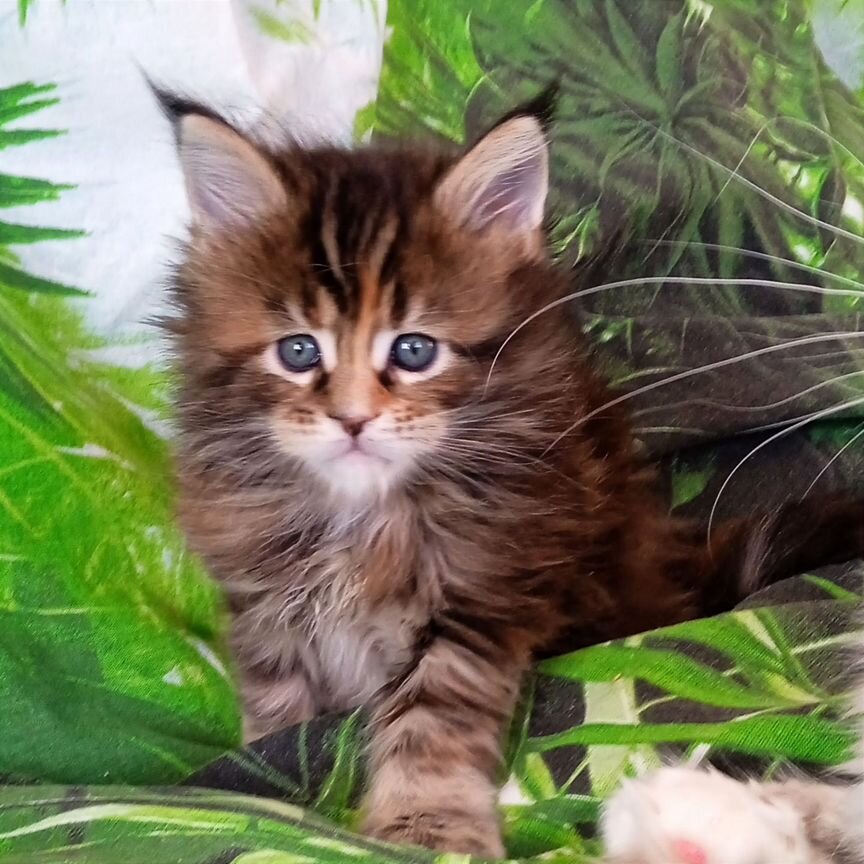 Котята Настоящие Мейн-кун
