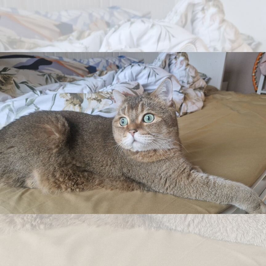 Котята отдам в добрые руки бесплатно