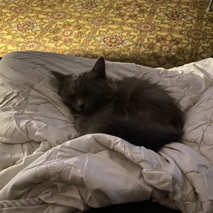 Кошечка в добрые руки