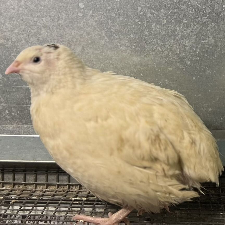 Самцы перепела