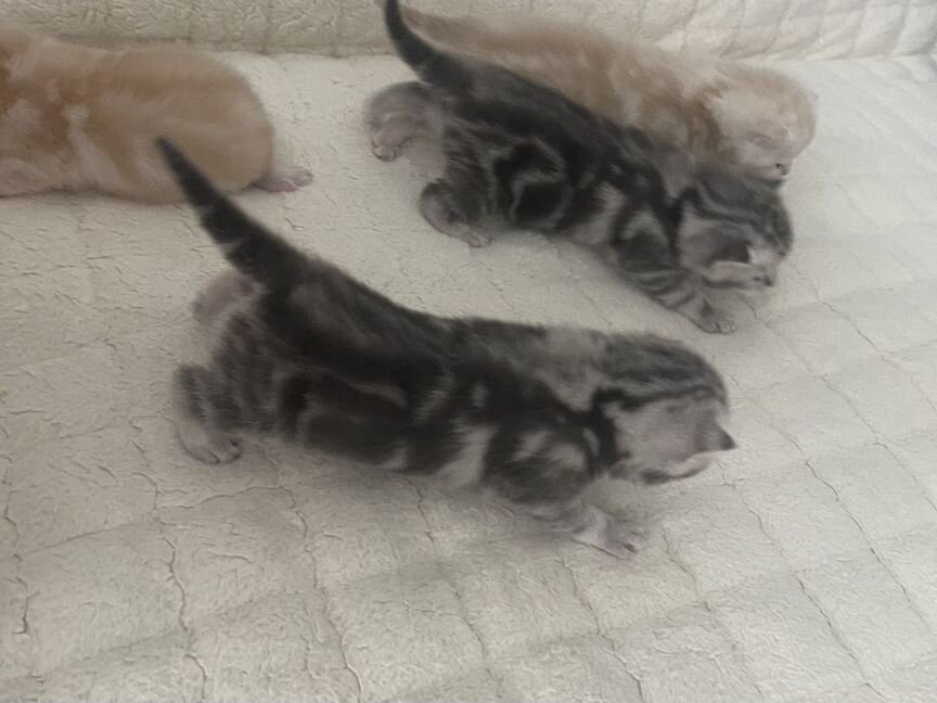 Шотландские котята