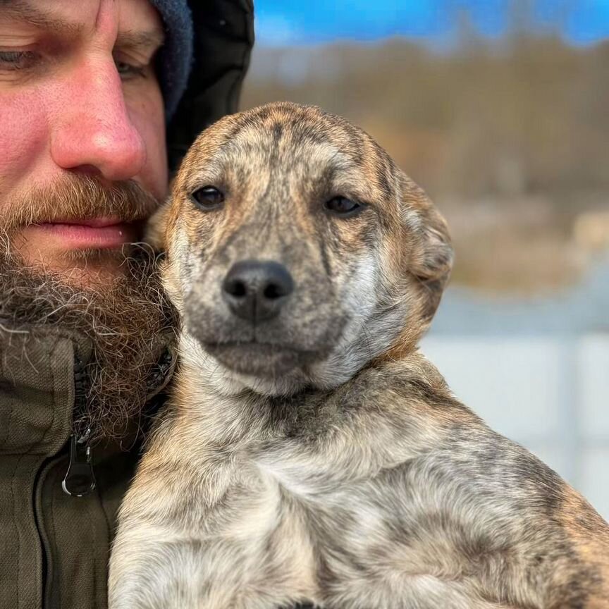 Щенок в добрые руки