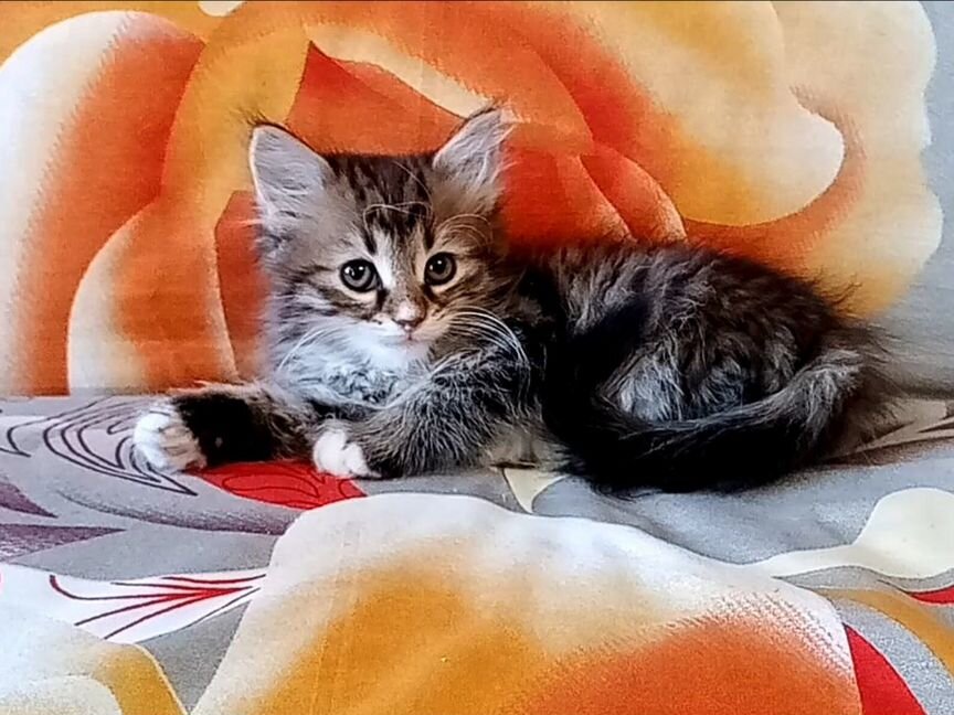 Мальчик 2 месяца. Домашний