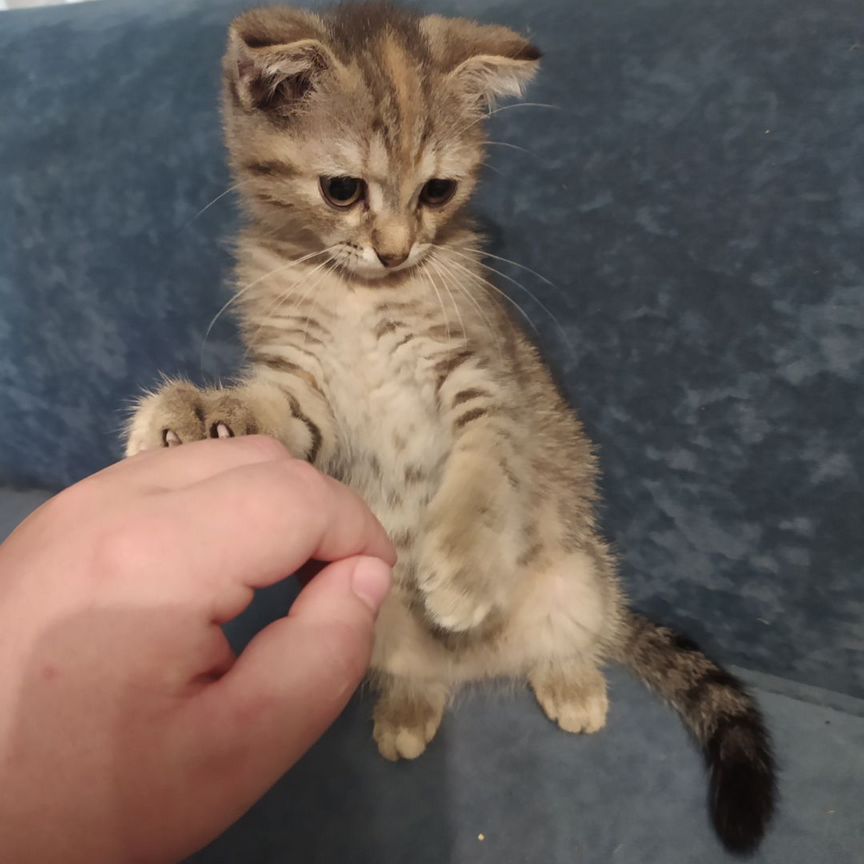 Отдам в добрые руки котёнка