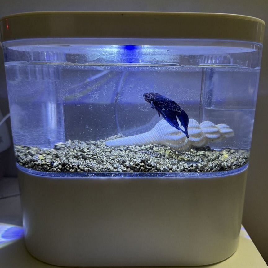 Аквариум с фильтрующим насосом бу с петушком