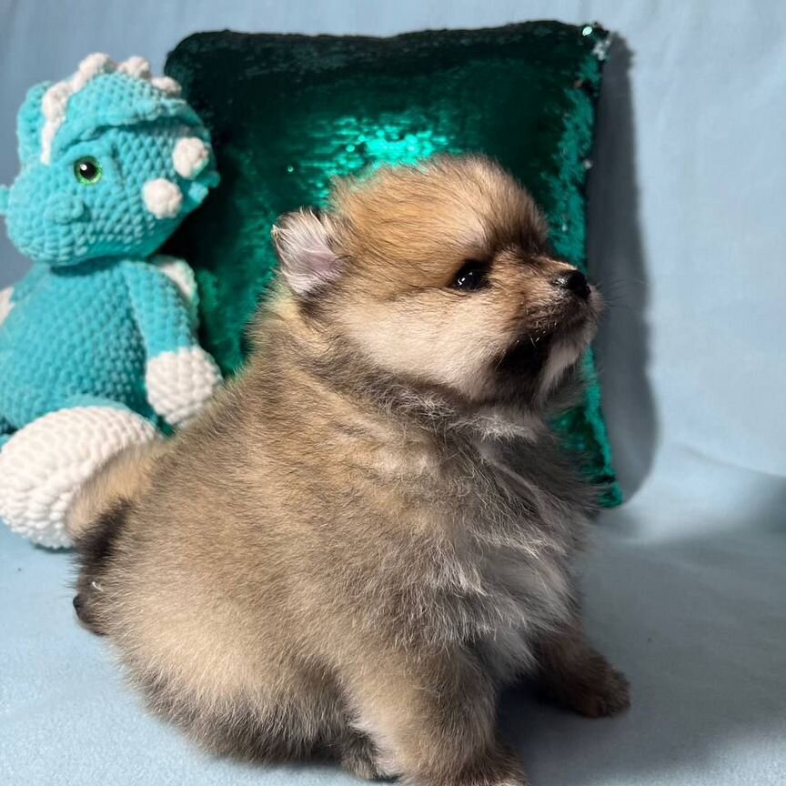 Щенки шпица