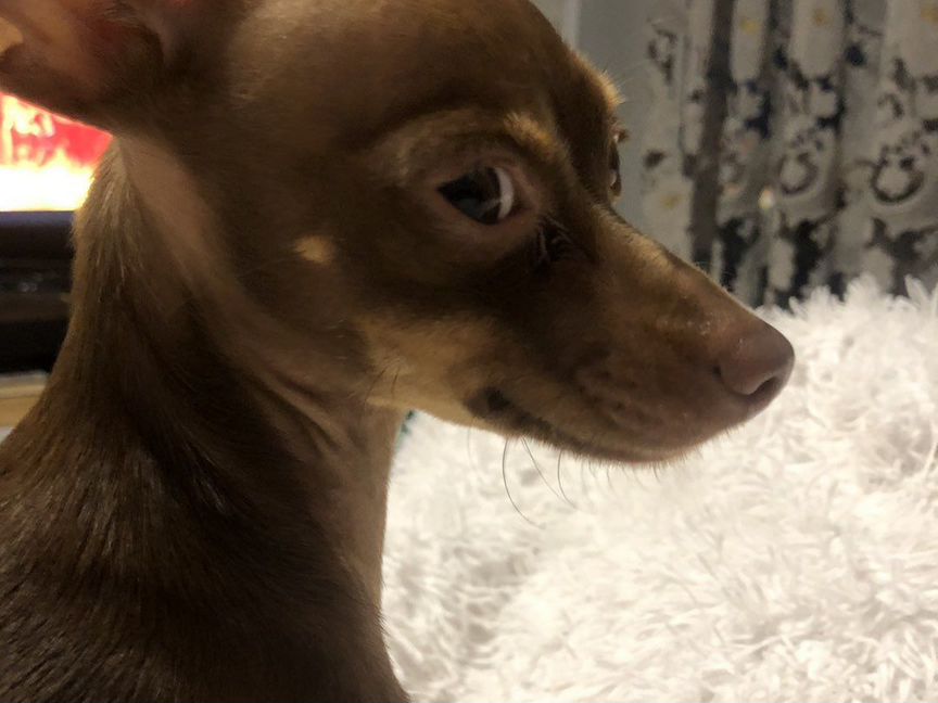 Мини той-терьер вязка