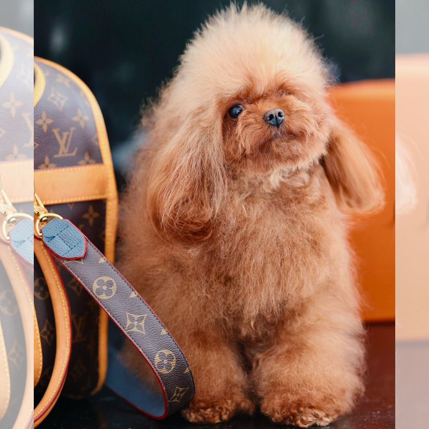 Той-пудель, вязка