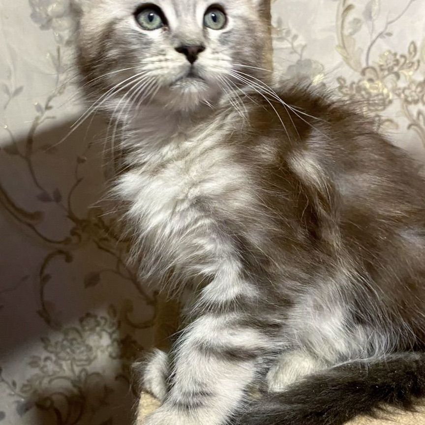 Чудесный мальчуган