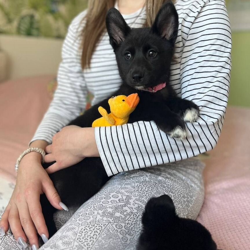 Лиса Алиса 3 мес. щенок
