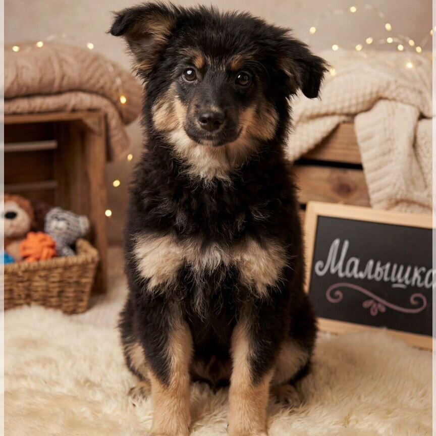 Щенок в добрые руки