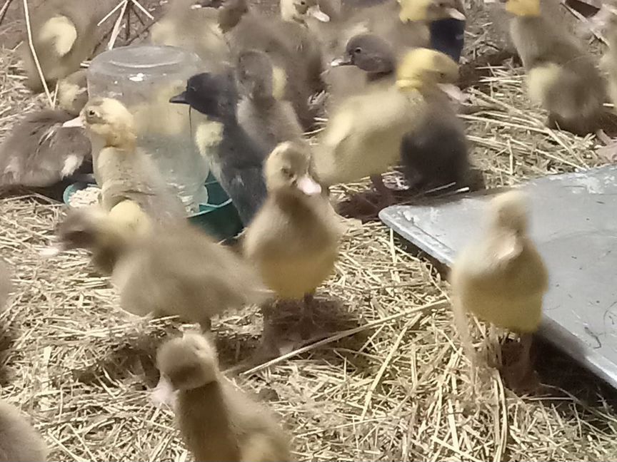 Утята индийский бегунок